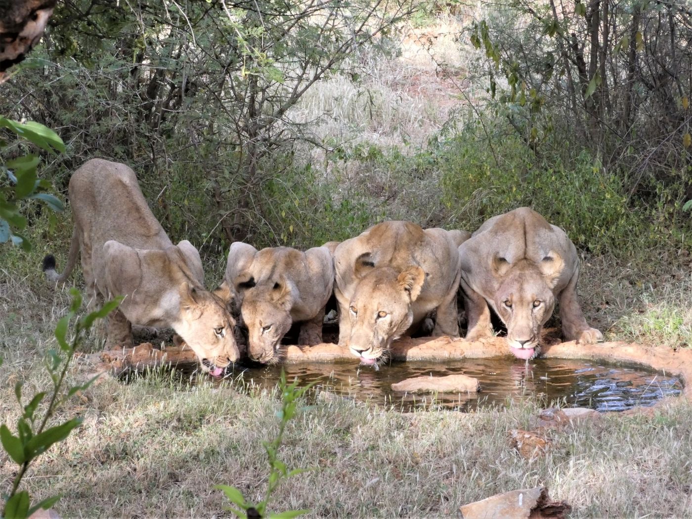 Home – Mosetlha Bush Camp & Eco Lodge