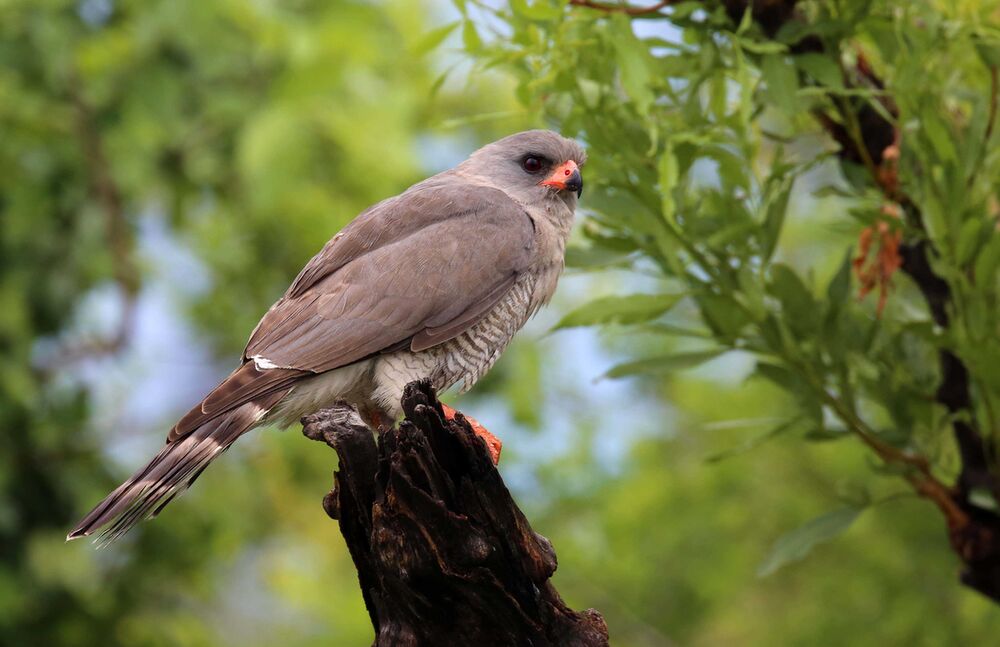 Safaris – Mosetlha Bush Camp & Eco Lodge