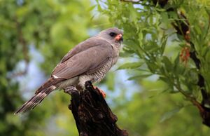 Safaris – Mosetlha Bush Camp & Eco Lodge