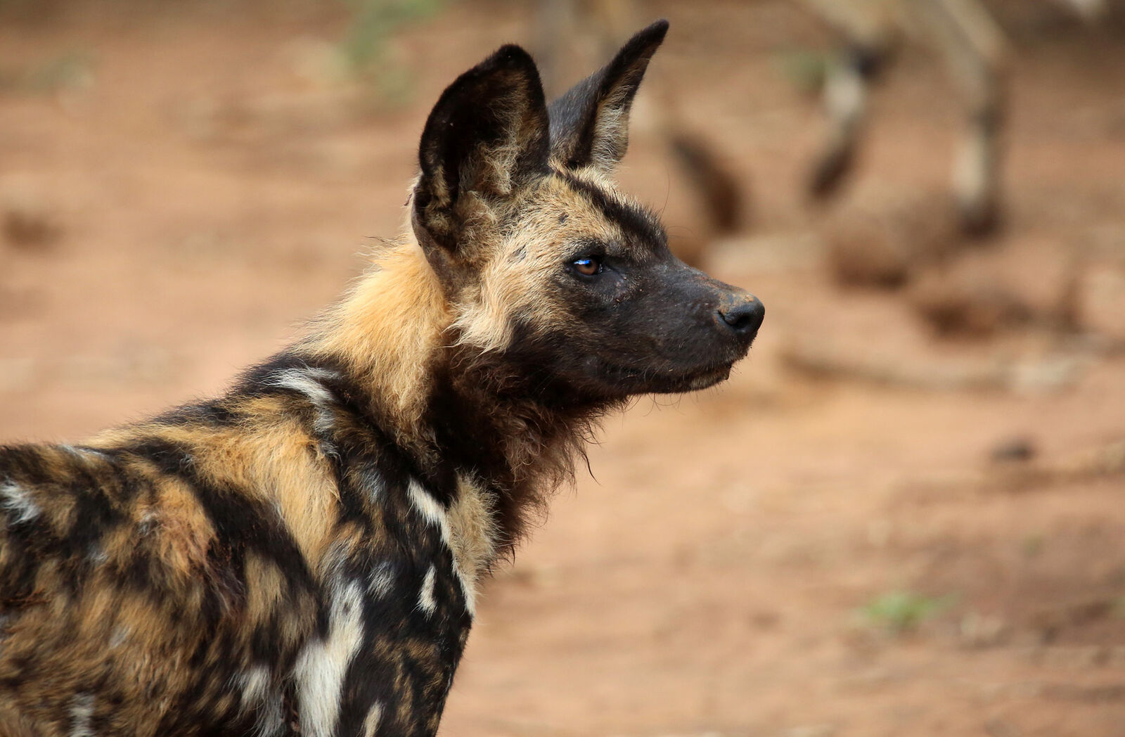 Rates – Mosetlha Bush Camp & Eco Lodge