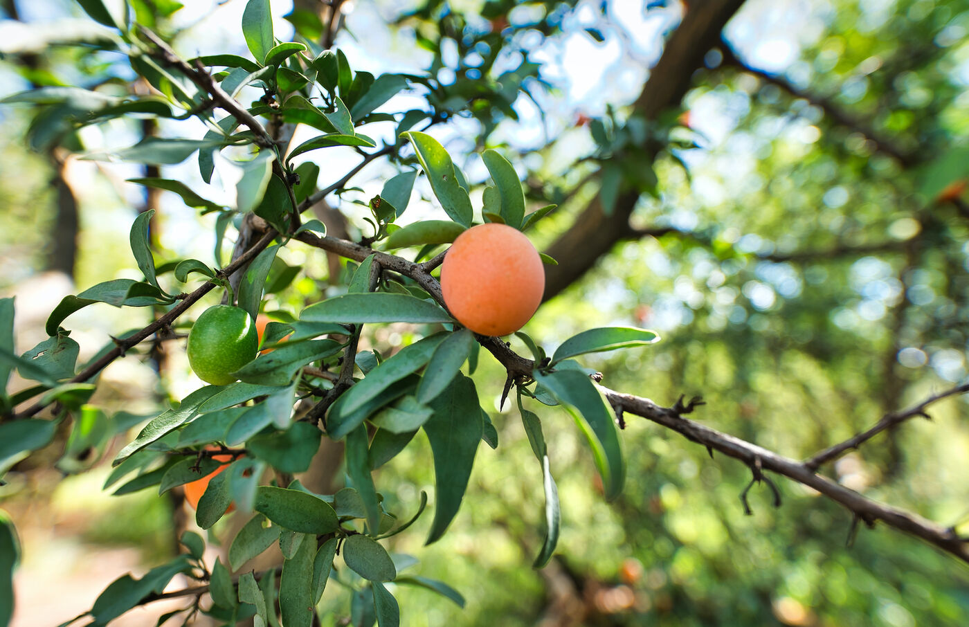 Gallery – Mosetlha Bush Camp & Eco Lodge