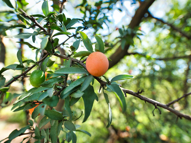 Home – Mosetlha Bush Camp & Eco Lodge