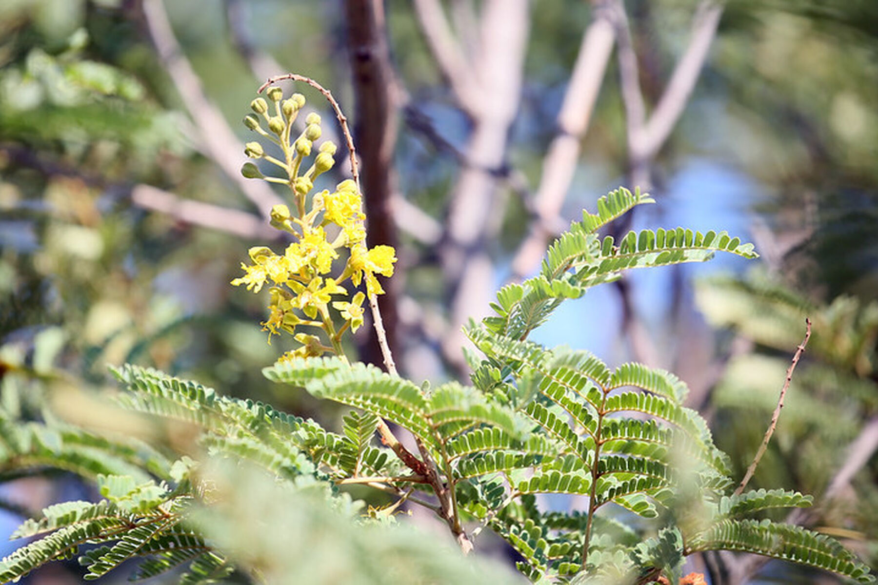 About – Mosetlha Bush Camp & Eco Lodge