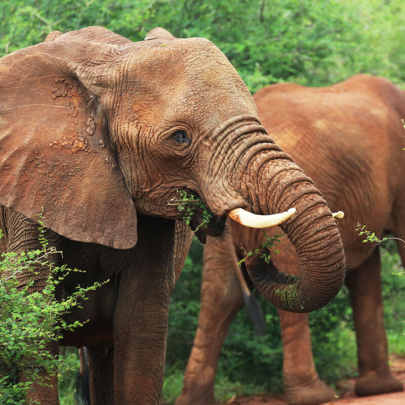 Home – Mosetlha Bush Camp & Eco Lodge