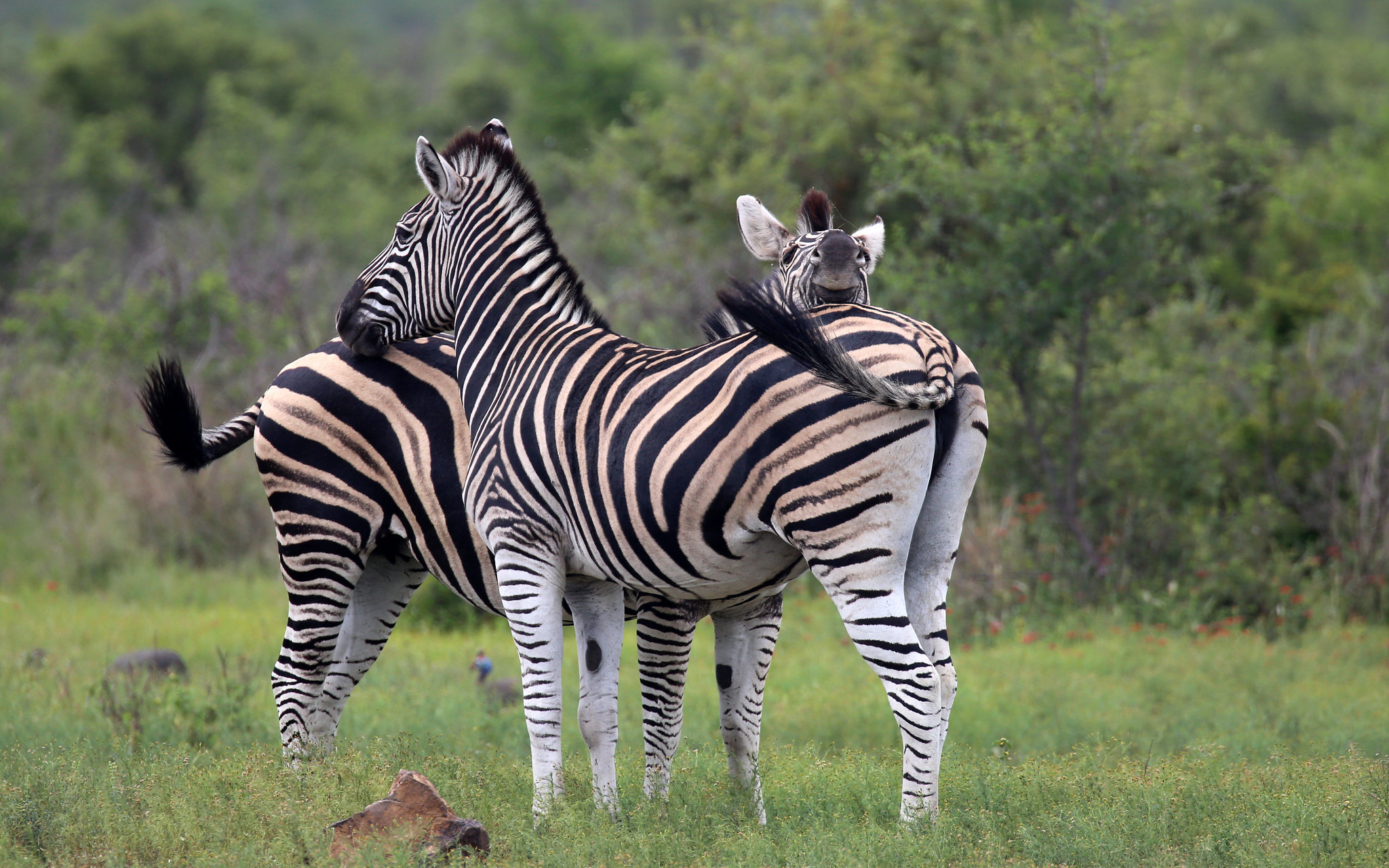 Rates – Mosetlha Bush Camp & Eco Lodge