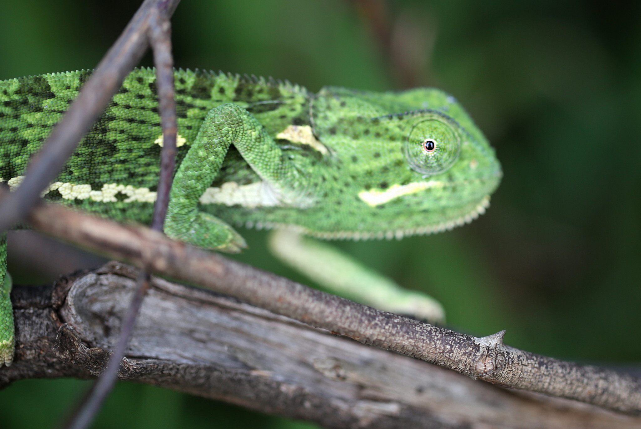 Home – Mosetlha Bush Camp & Eco Lodge