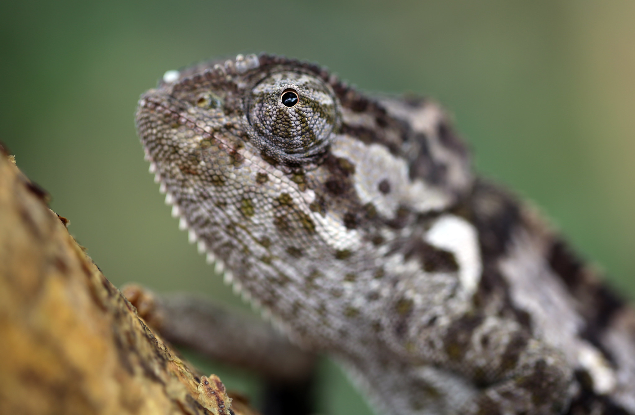 About – Mosetlha Bush Camp & Eco Lodge