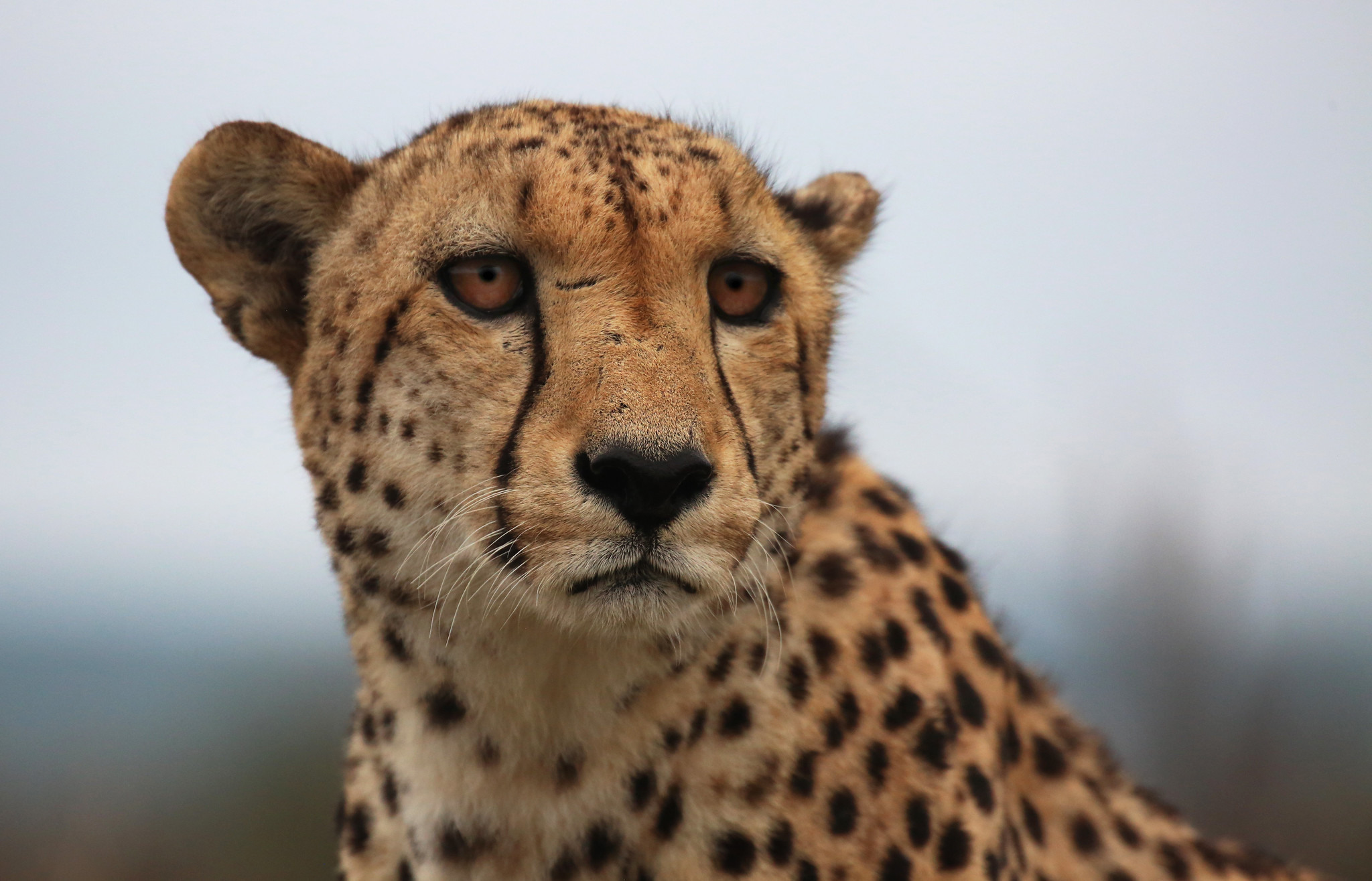 Rates – Mosetlha Bush Camp & Eco Lodge