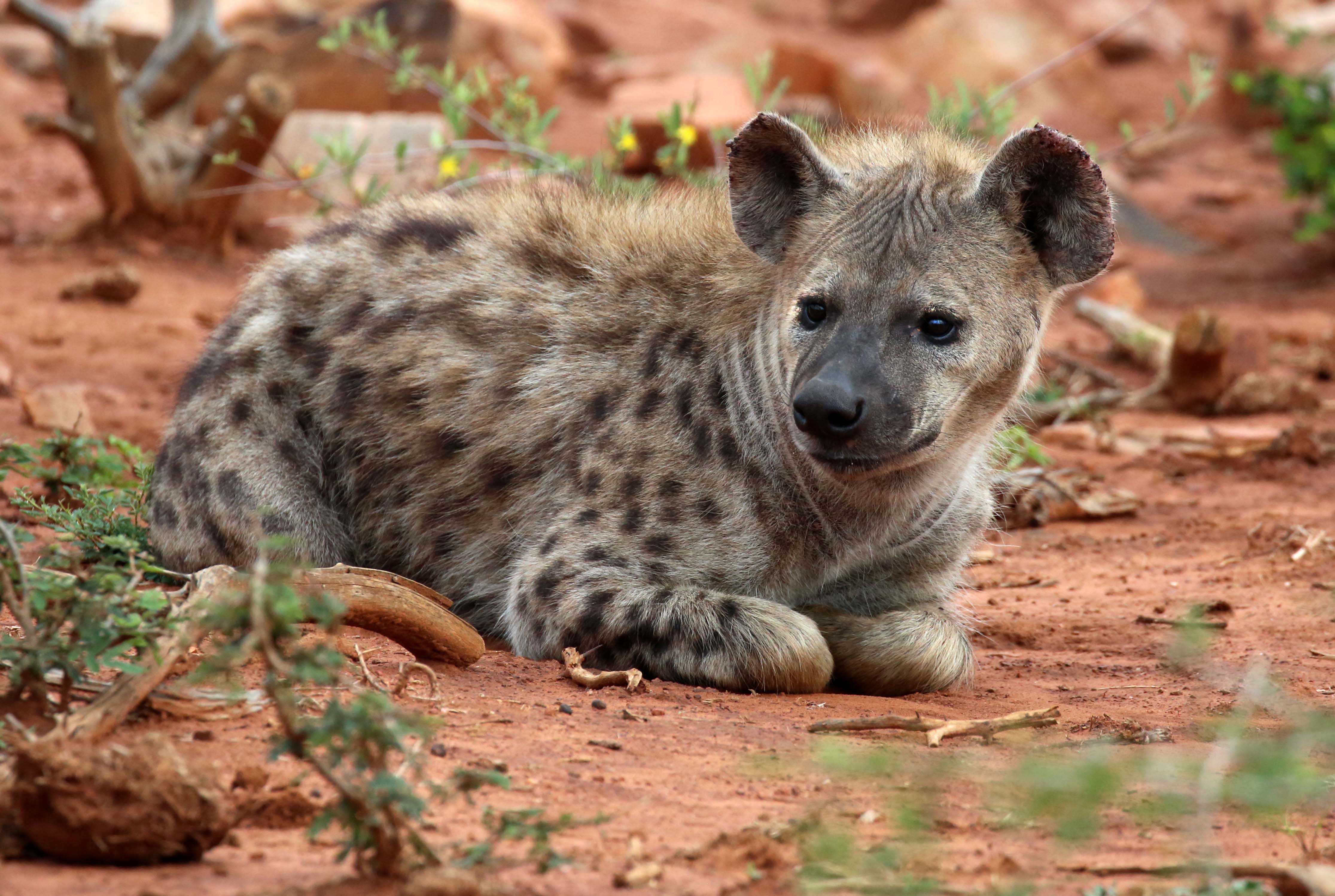 Safaris – Mosetlha Bush Camp & Eco Lodge