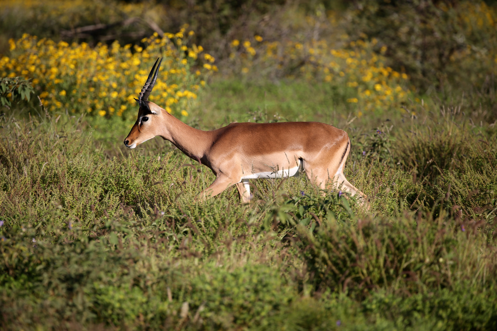 About – Mosetlha Bush Camp & Eco Lodge