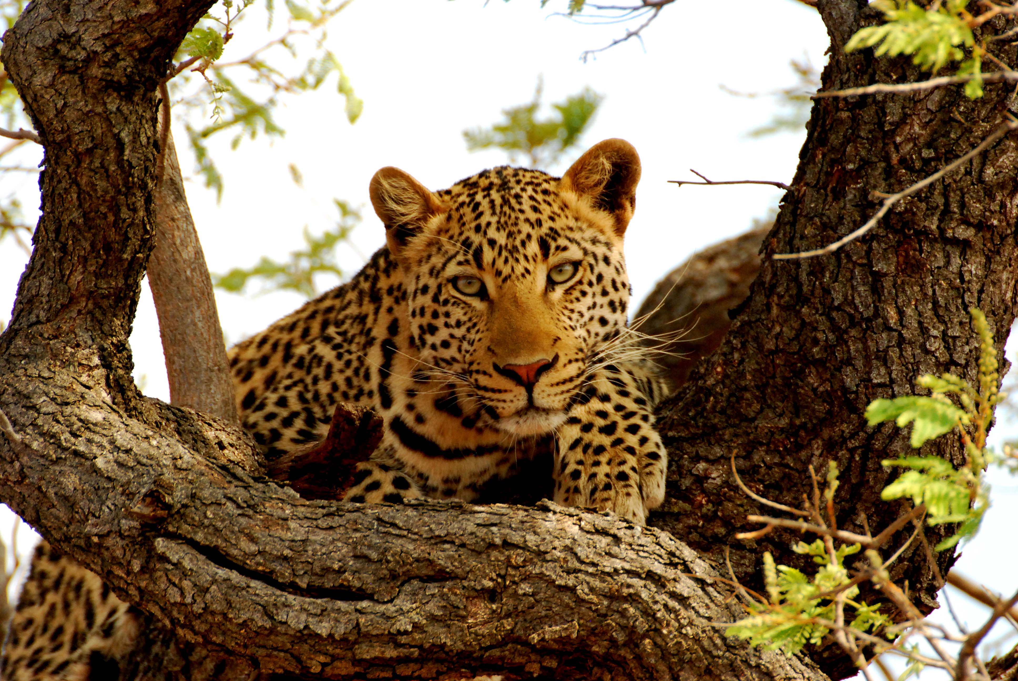 Safaris – Mosetlha Bush Camp & Eco Lodge