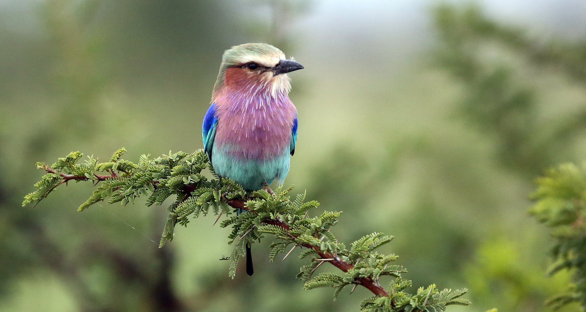 Rates – Mosetlha Bush Camp & Eco Lodge