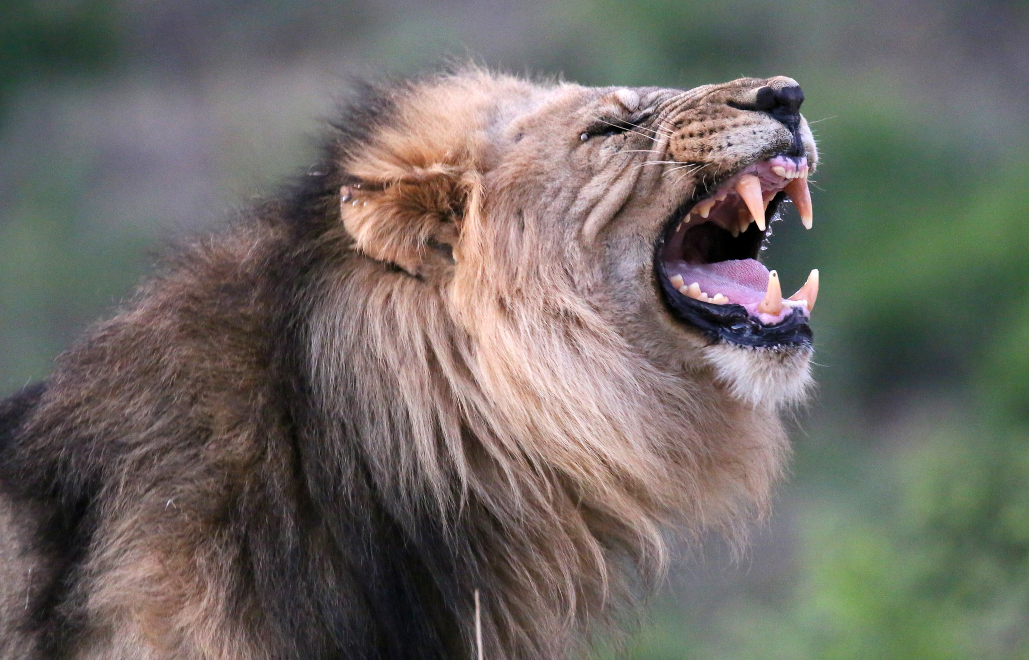 About – Mosetlha Bush Camp & Eco Lodge