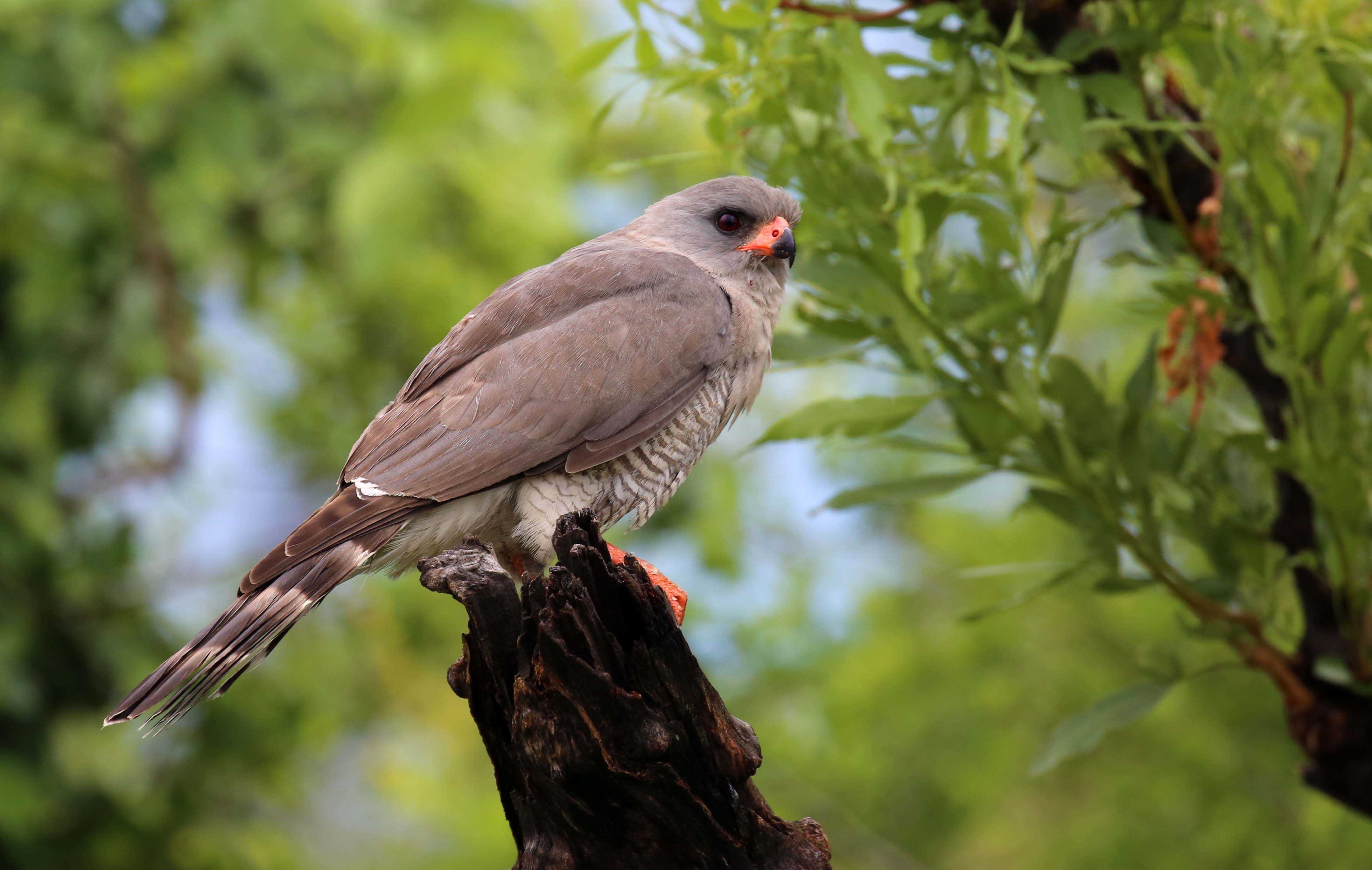 Safaris – Mosetlha Bush Camp & Eco Lodge