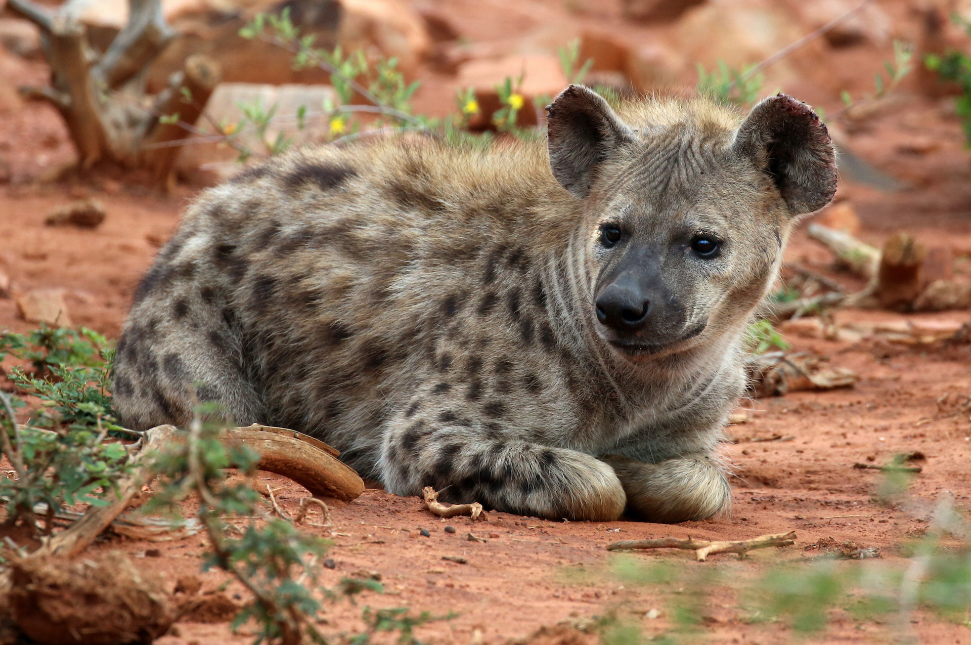 Safaris – Mosetlha Bush Camp & Eco Lodge